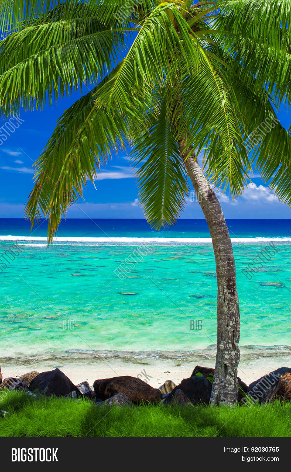 Single Palm Tree On Amazing Image & Photo | Bigstock