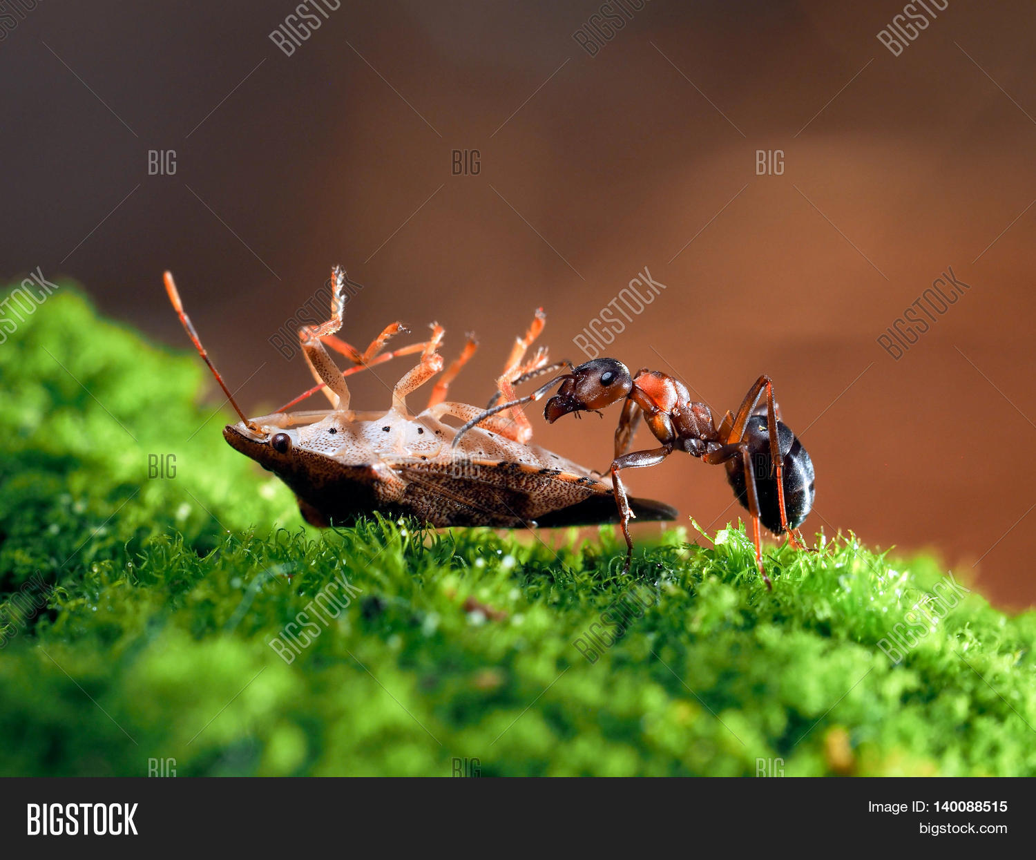 Ant Mining - Bug. Glade Green Moss Image & Photo | Bigstock