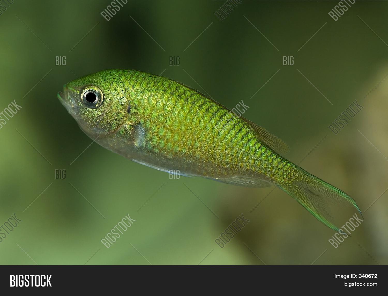 Little Green Fish Stock Photo & Stock Images | Bigstock
