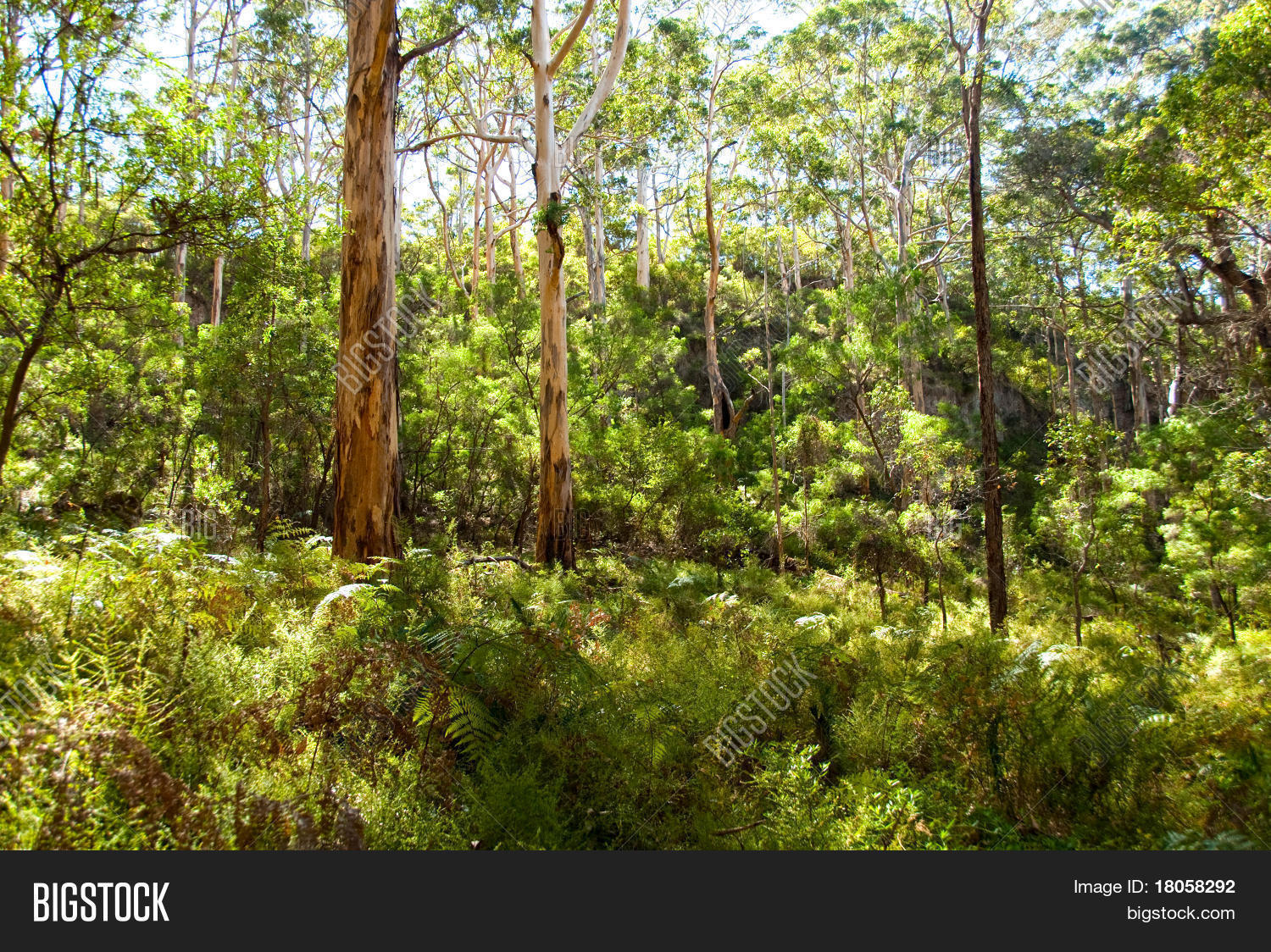 Forest Full Famous Australian Karri Image & Photo | Bigstock