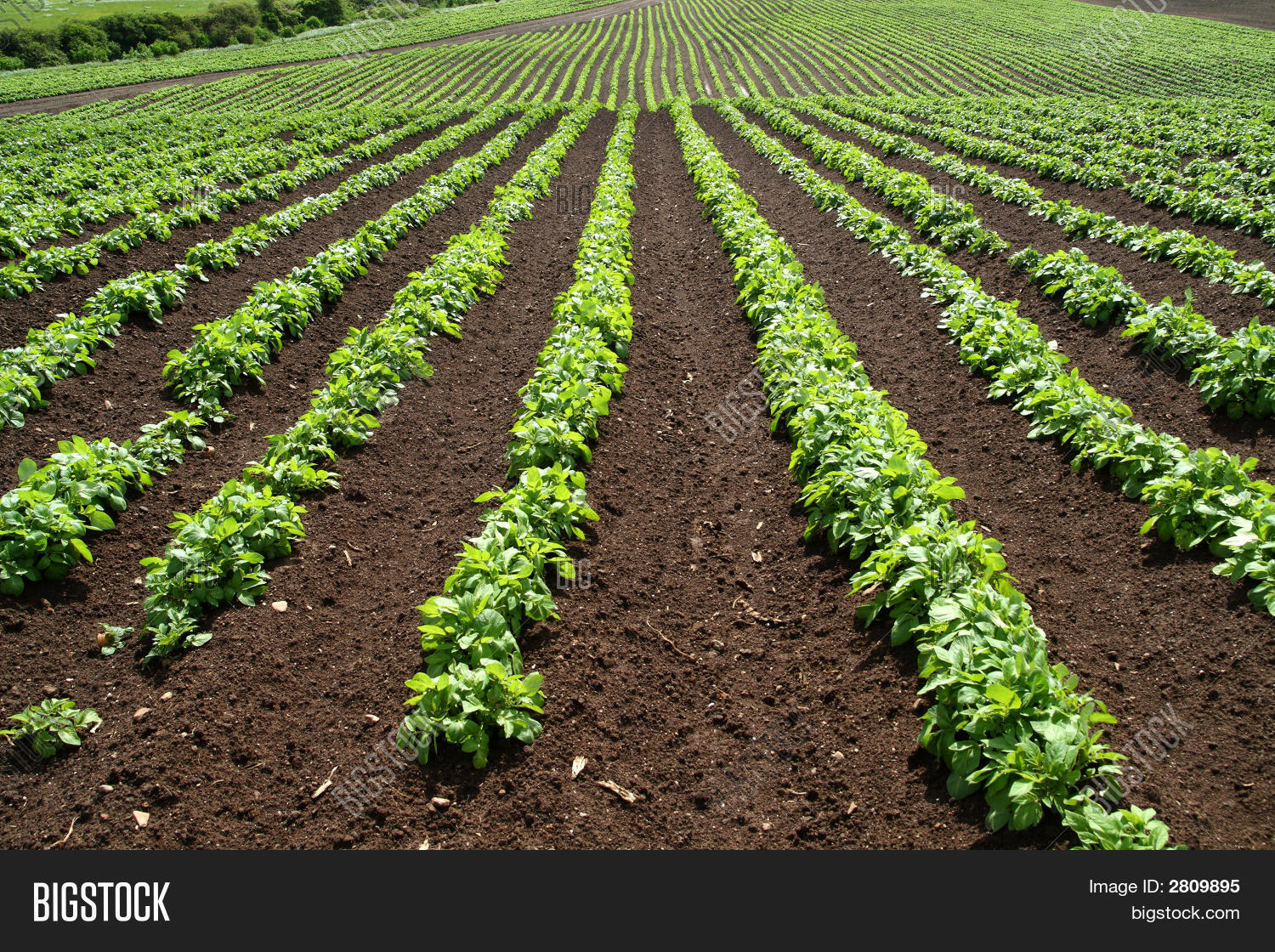Big Crop Field Stock Photo & Stock Images | Bigstock