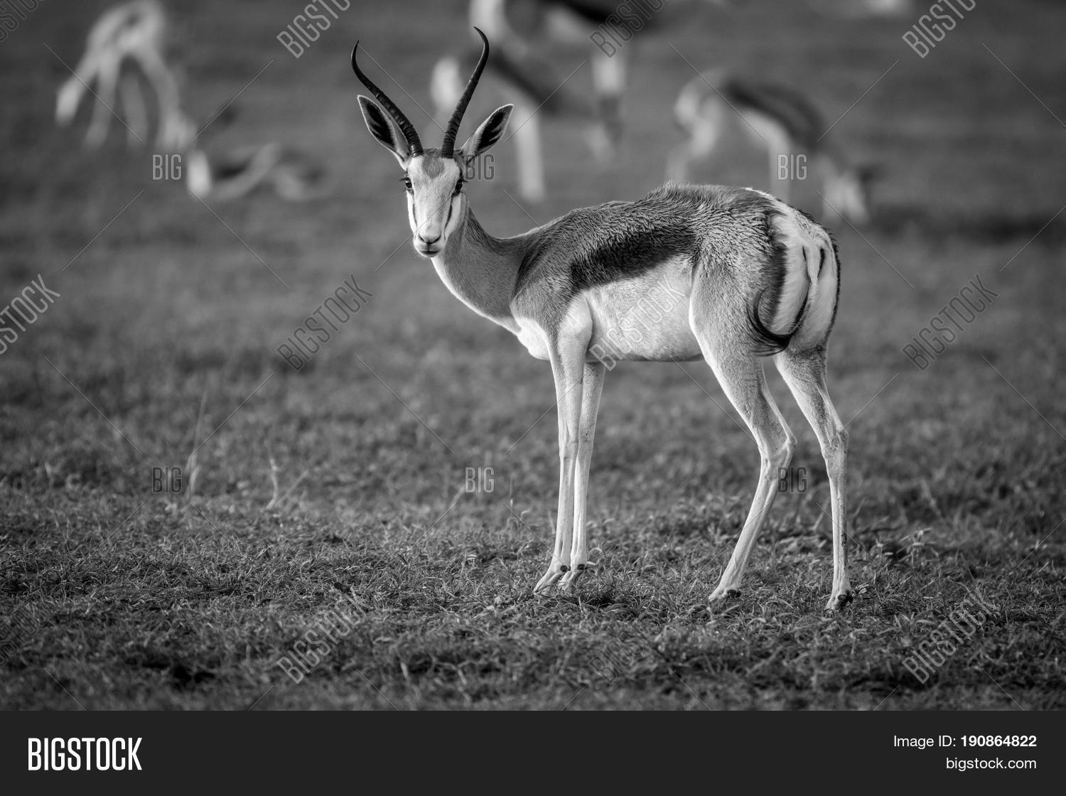 springbok-千图网