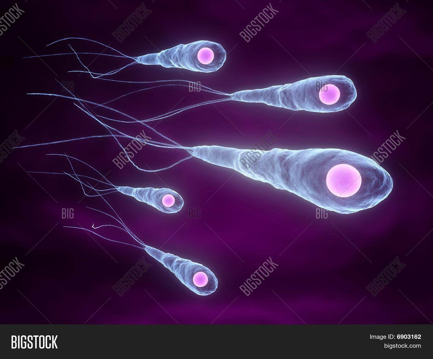 Tetanus Bacteria Image & Photo | Bigstock