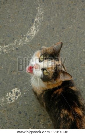 Piebald Cat Stock Photo & Stock Images | Bigstock
