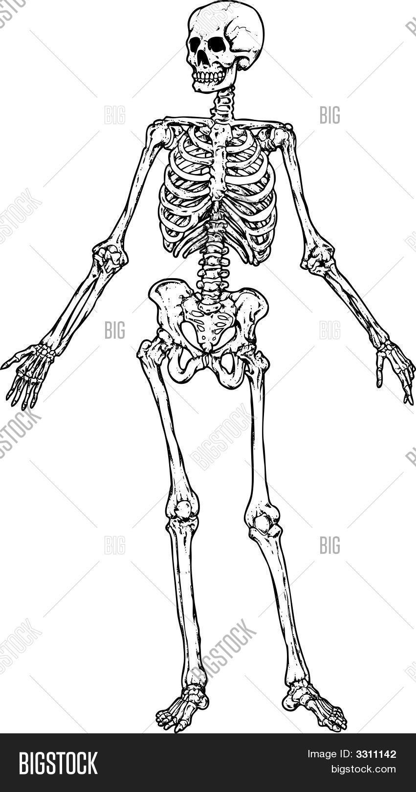 Full Human Skeleton Vector Stock Vector & Stock Photos | Bigstock