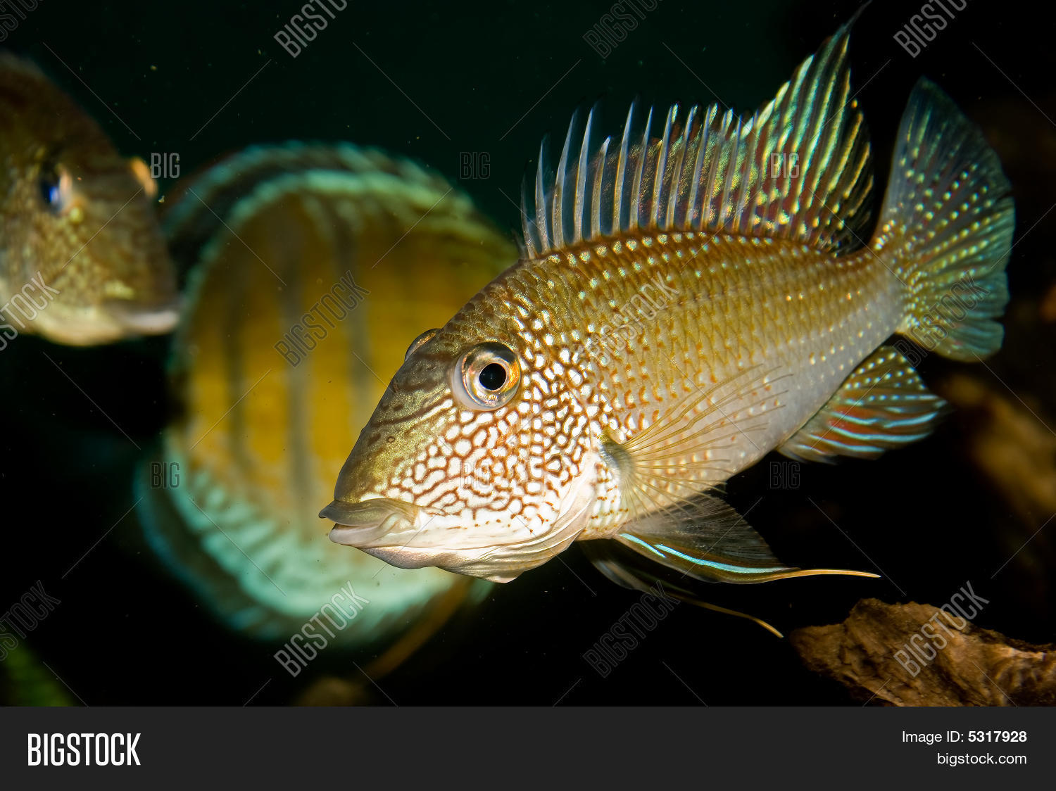 Geophagus Type Fish Satanoperca Jurupari Stock Photo & Stock Images ...