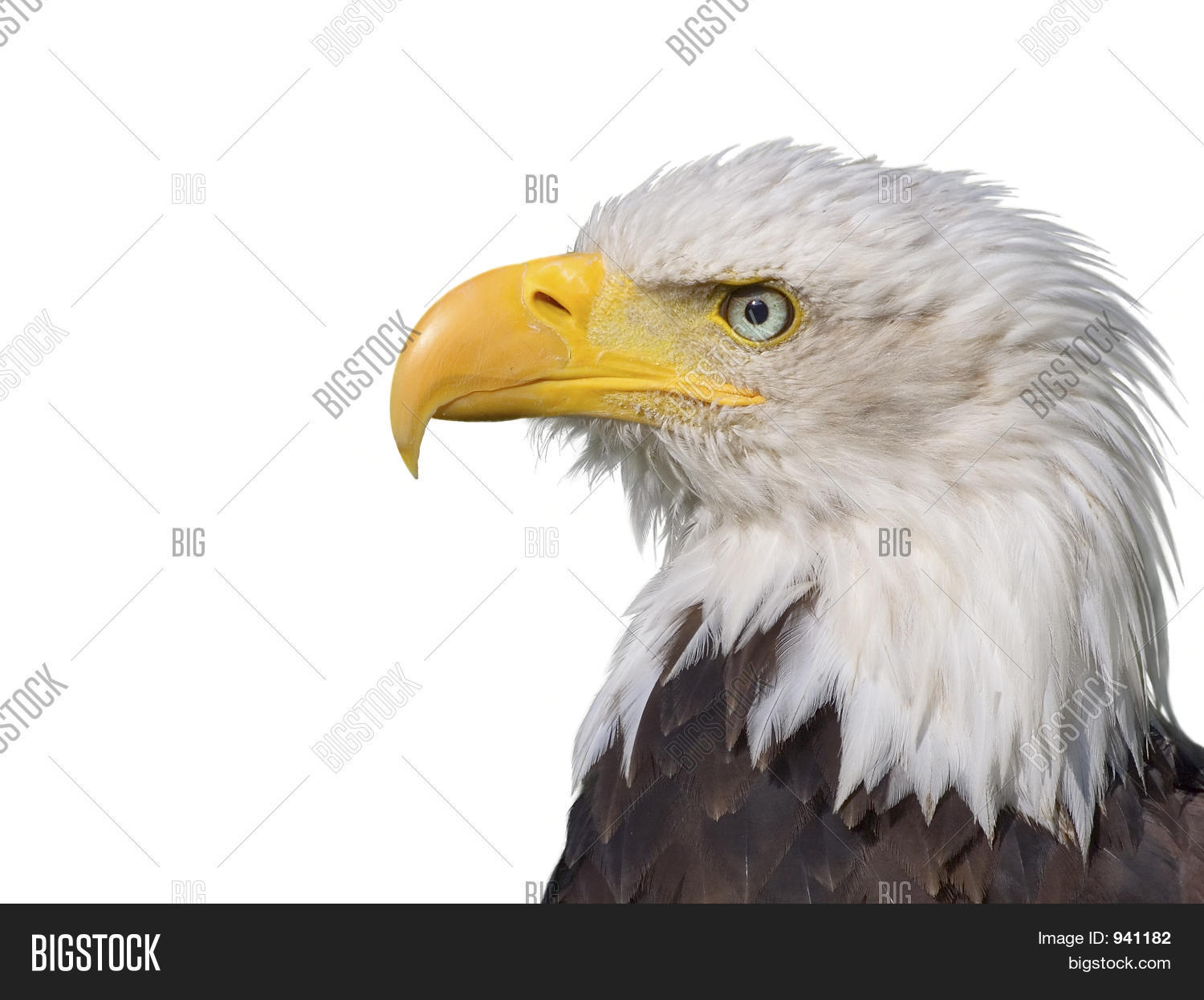 Bald Eagle White Background Image & Photo | Bigstock