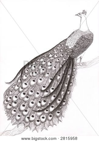 Indian Green Peacock Drawing Image & Photo | Bigstock