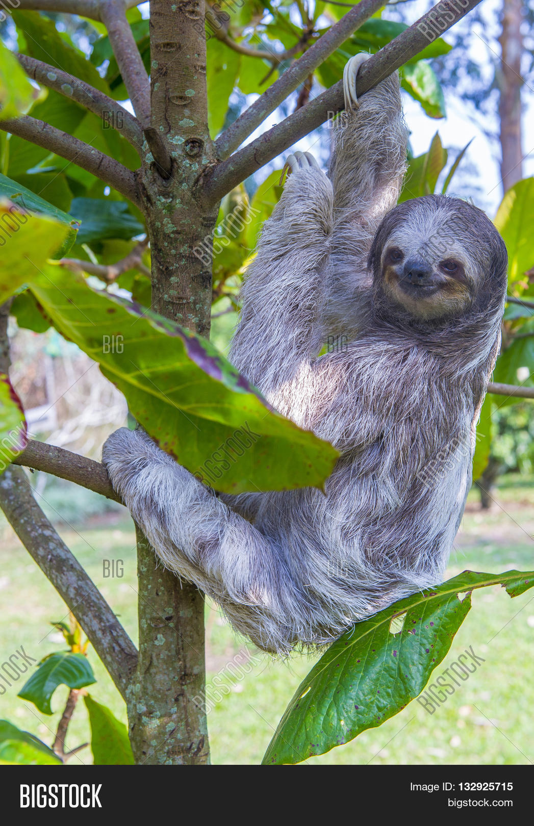 Sloth climbing a tree in costa rica rainforest Stock Photo & Stock ...