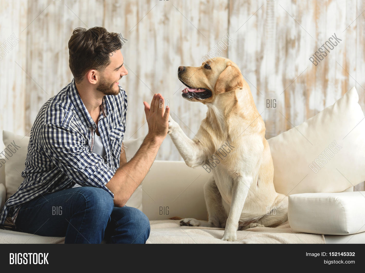 high five human, dog giving a paw to a handsome man in the house Stock ...