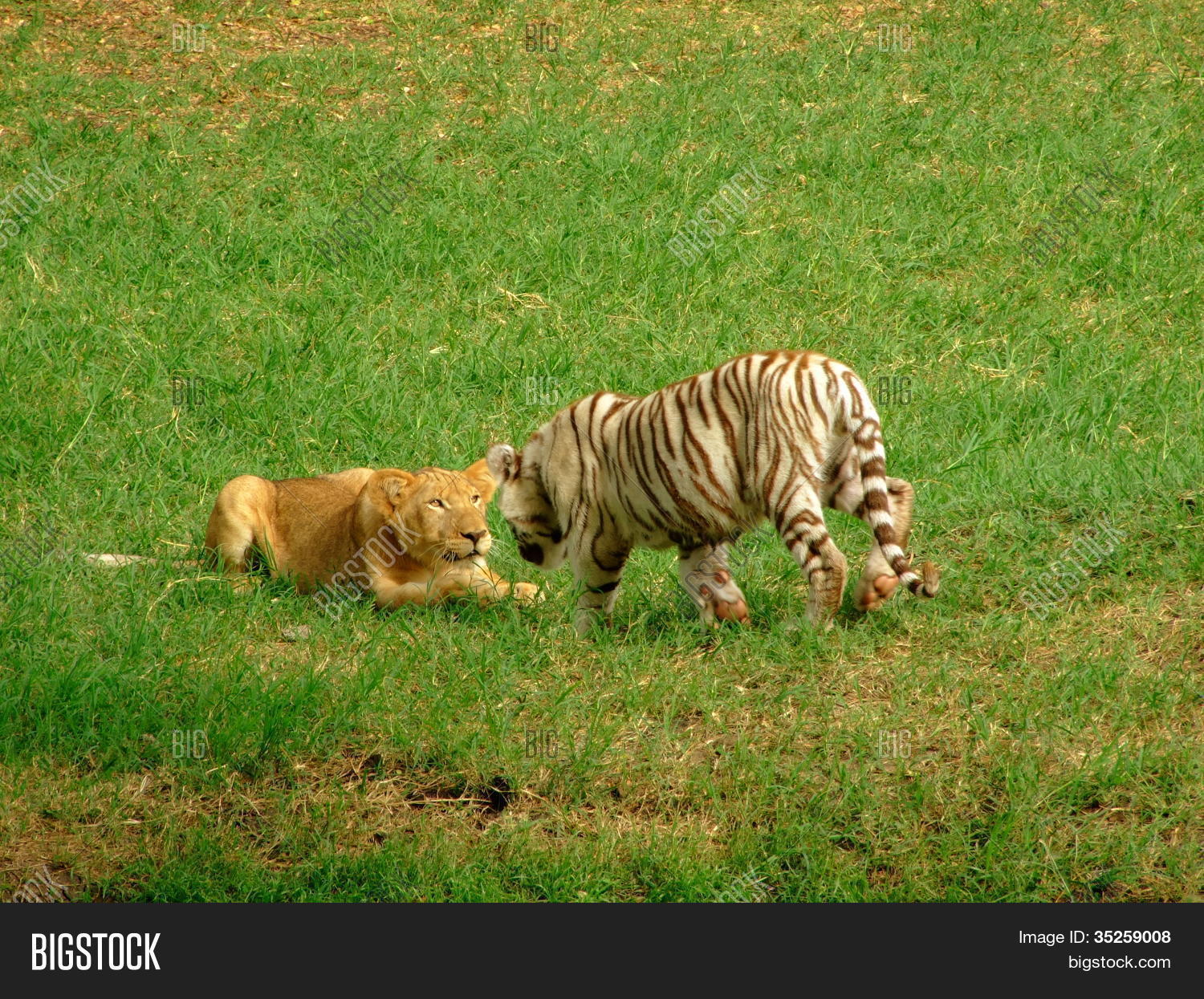 Lion Vs Tiger Image & Photo | Bigstock