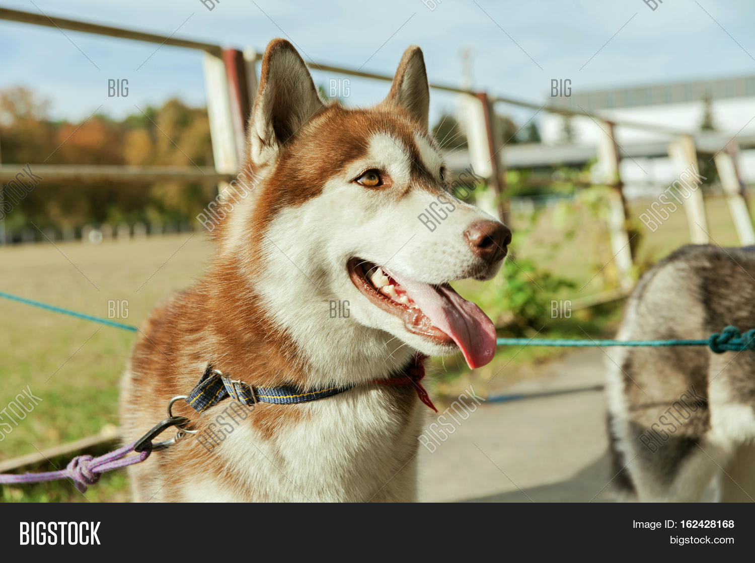 smile dog,slog五秒动态图,slog原图(第2页)_大山谷图库