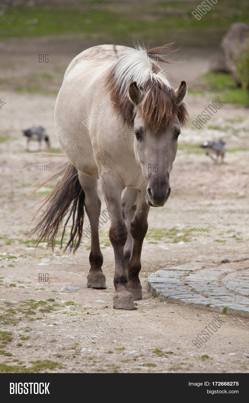 Heck horse (Equus ferus caballus), claimed to resemble the extinct ...