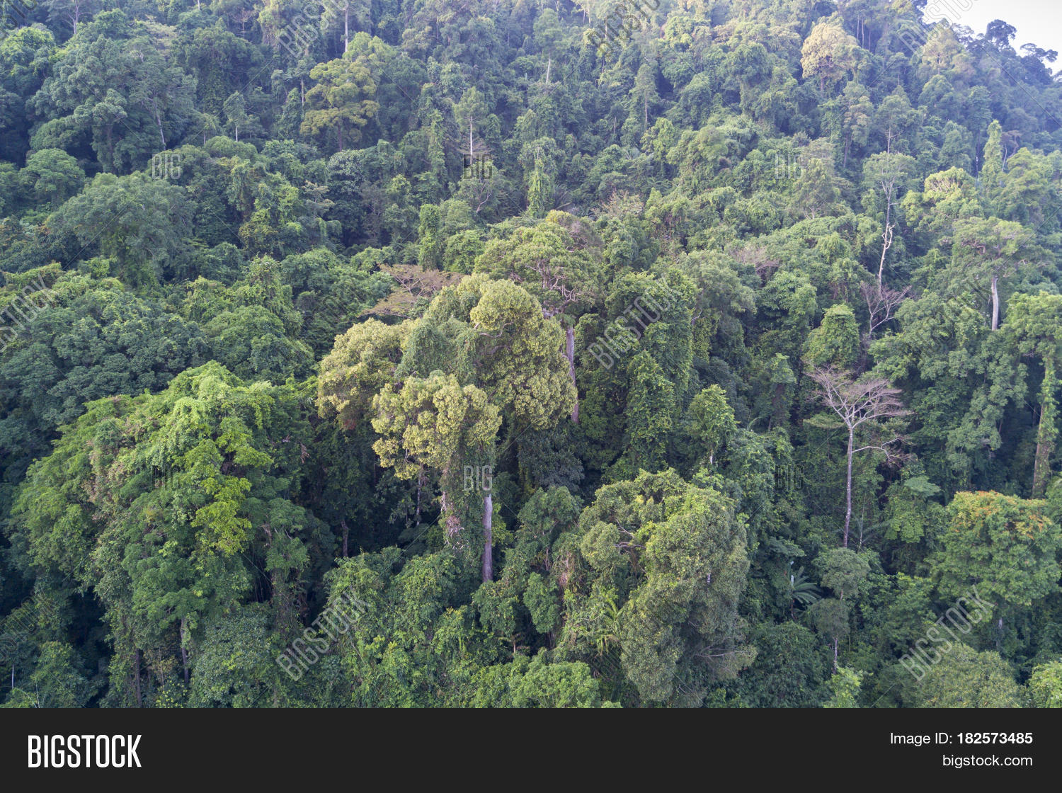 Rain forest (rainforest jungle) aerial view Stock Photo & Stock Images ...