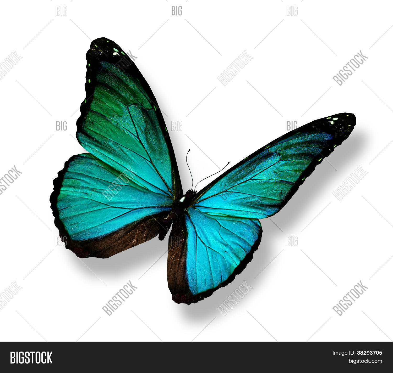 Turquoise Butterfly, Isolated On Image & Photo | Bigstock