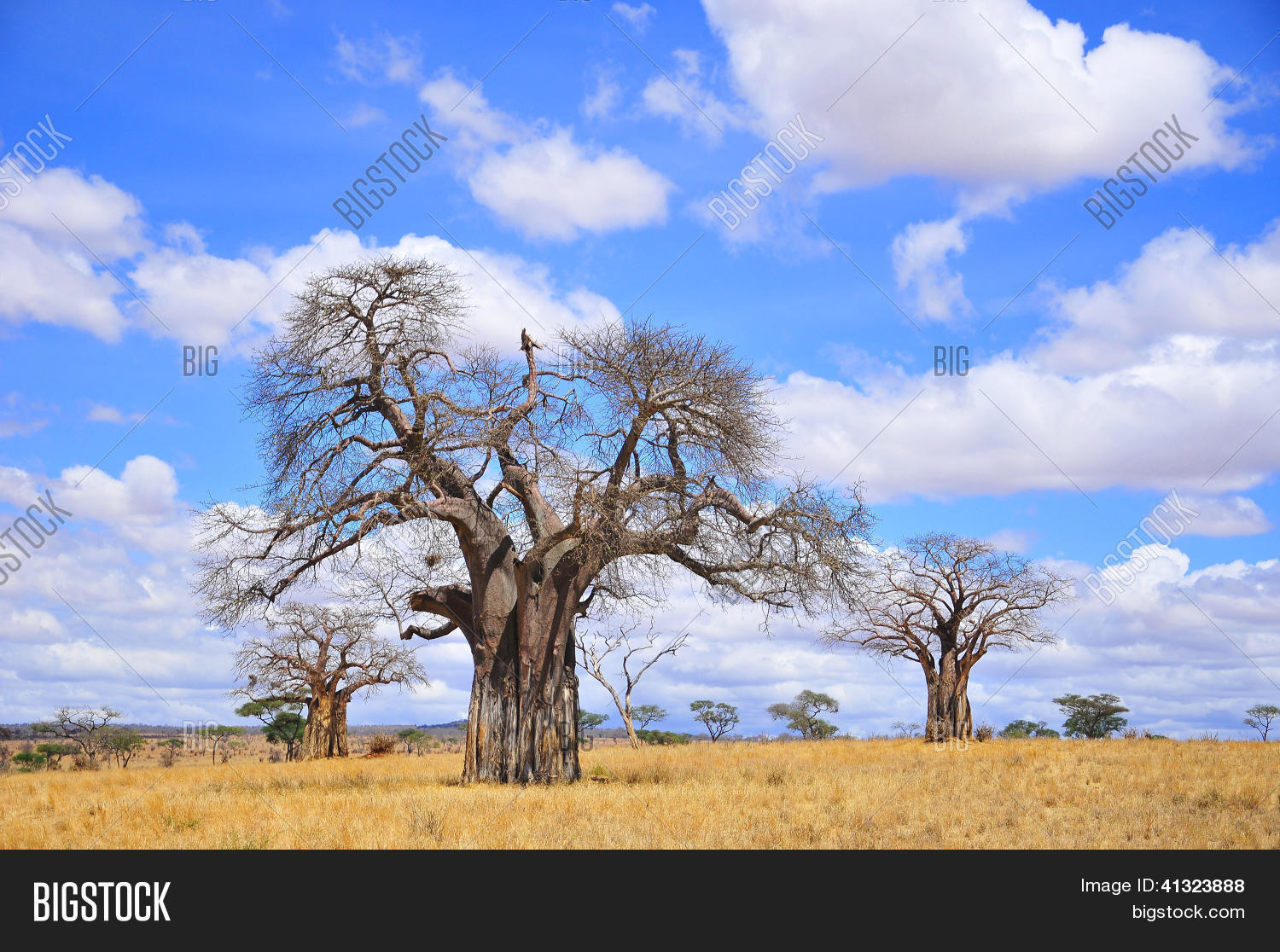 thebaobabtree-千图网