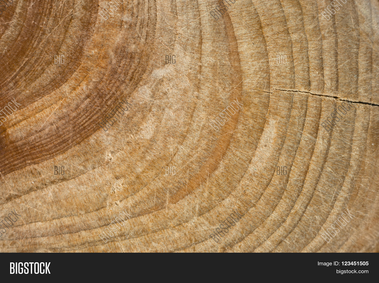 Wood Stump Texture, Cutted Tree Image & Photo | Bigstock
