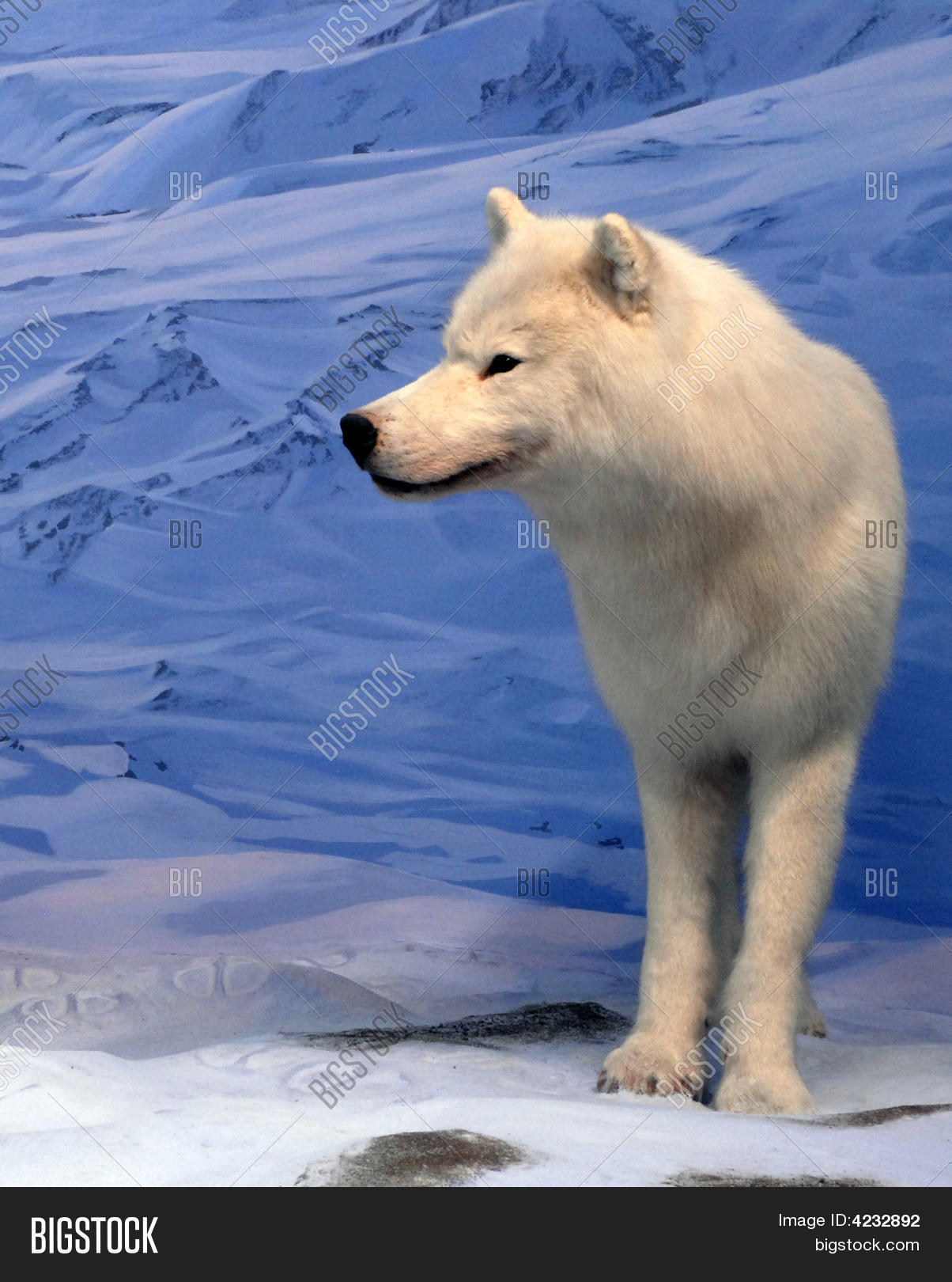 White Wolf Snow Image & Photo | Bigstock