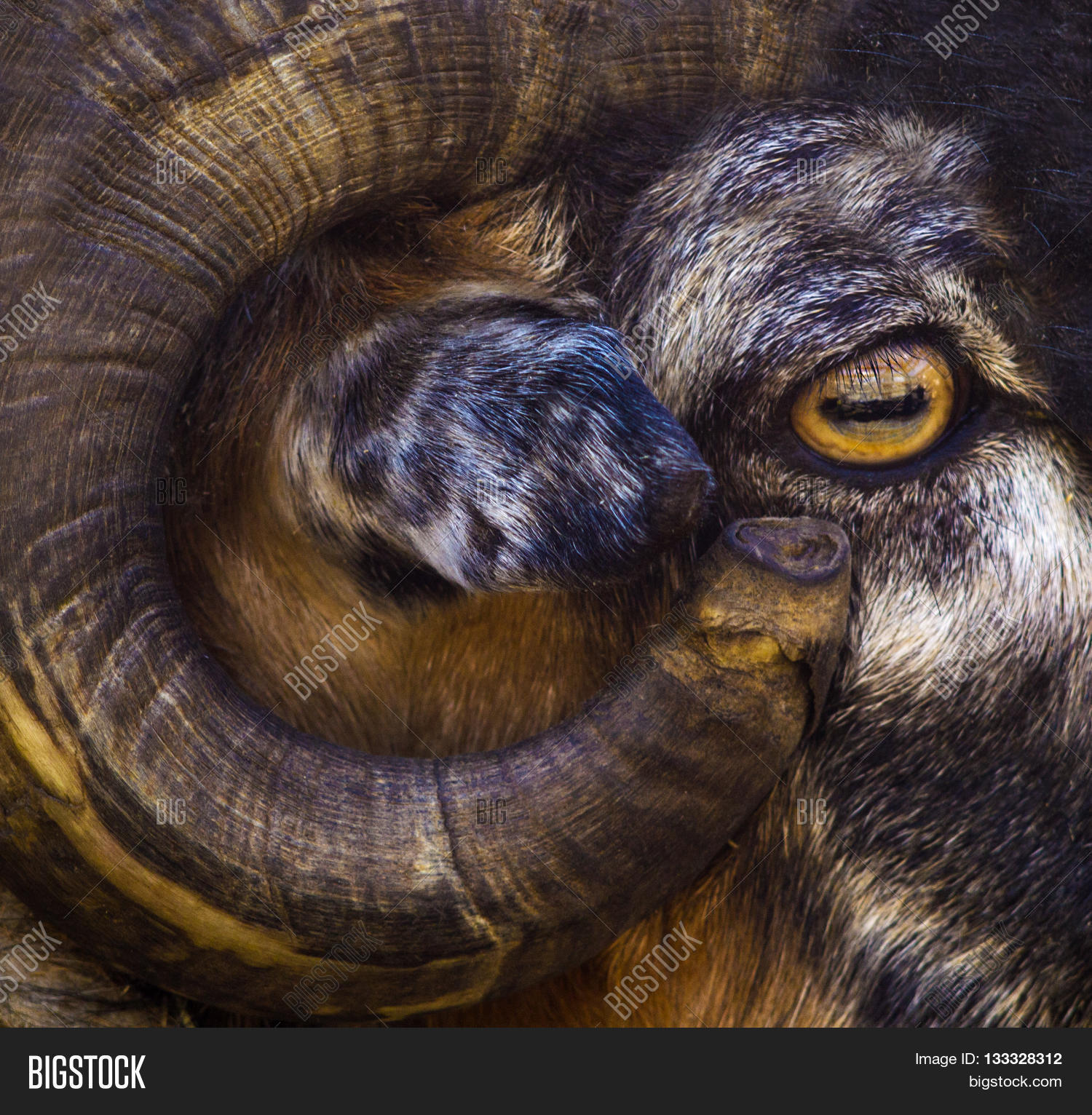 Portrait Ram. Ram. Ram Eye. Farm Image & Photo | Bigstock