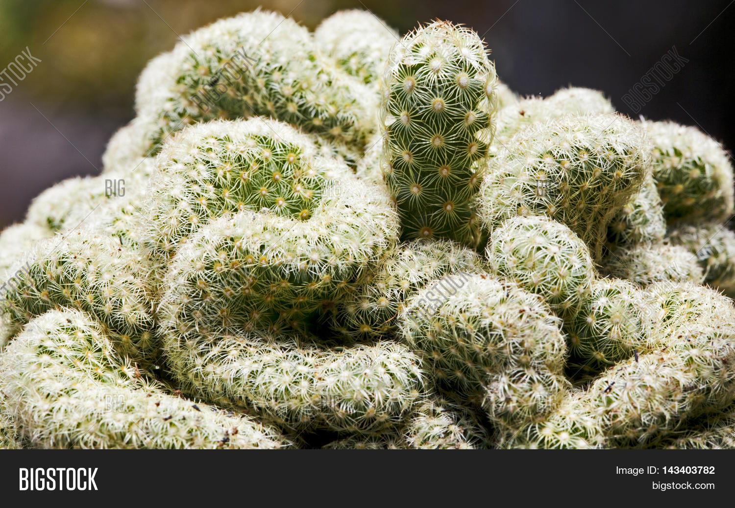Beautiful Cactus Strange Shape Image & Photo | Bigstock