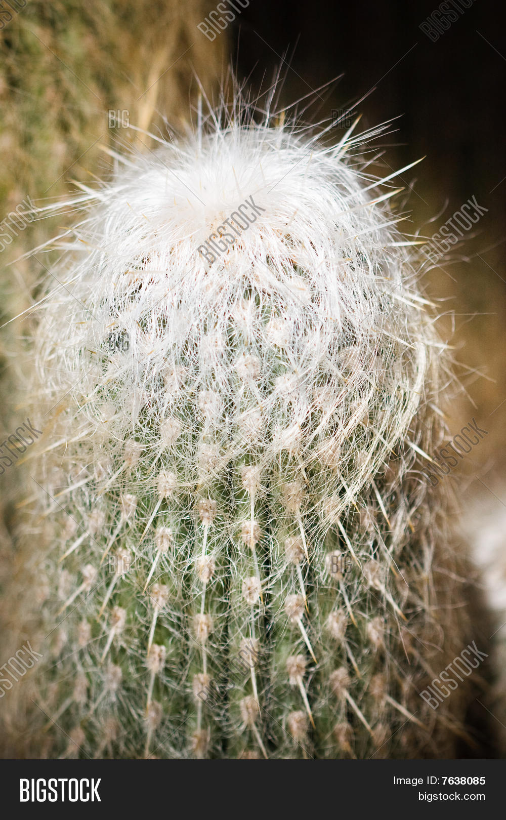 Imagen y foto Cactus De Anciano Con Su Pelo | Bigstock