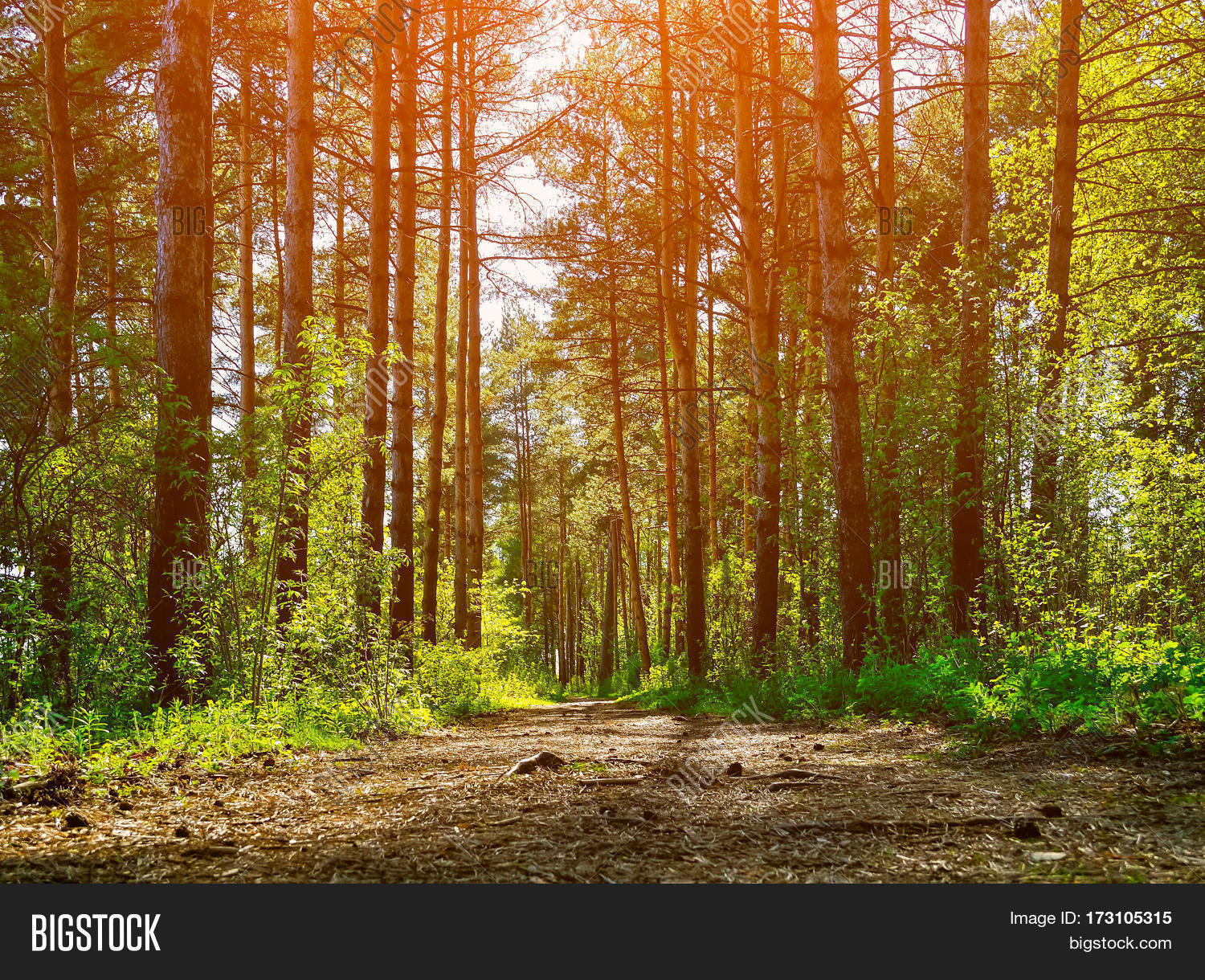 Forest spring landscape - row of pine forest trees and narrow path ...