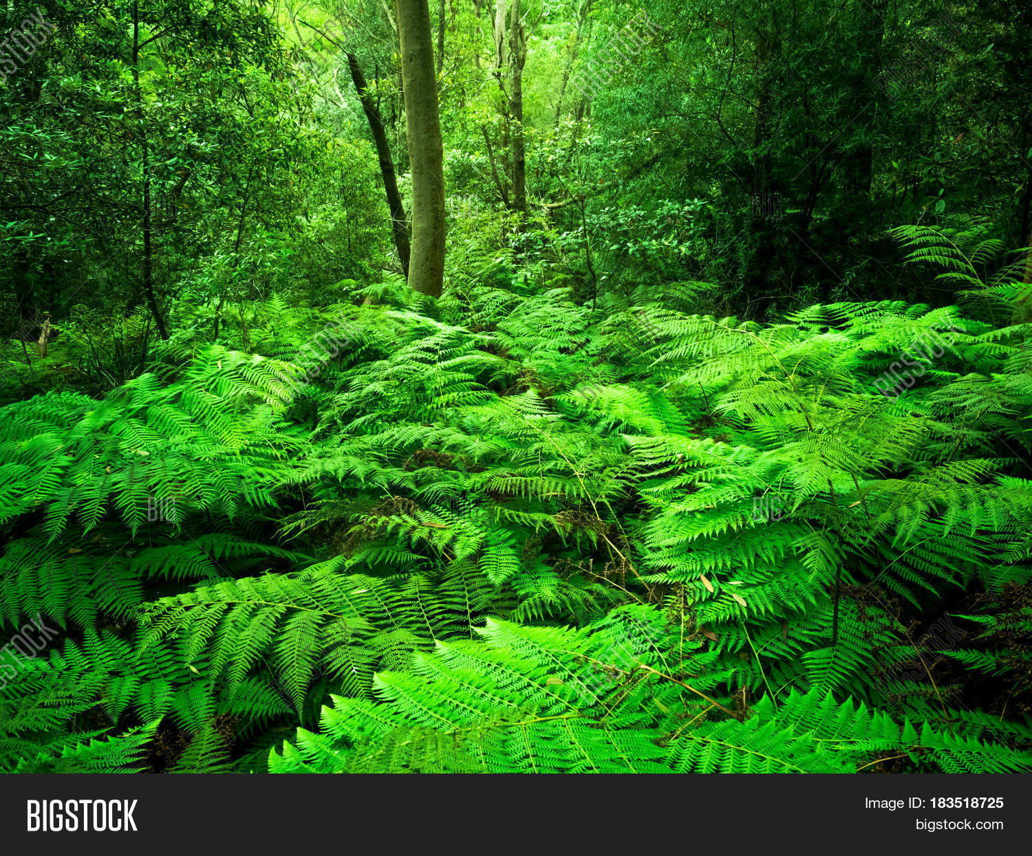Images Nature Green Color