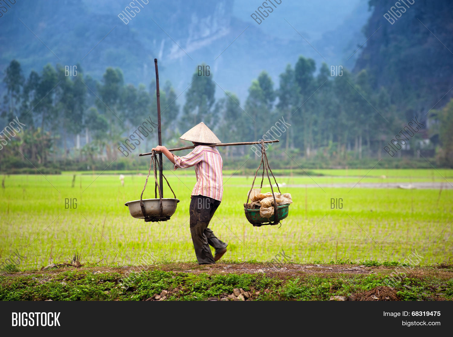 Vietnamese farmer on rice paddy field in Ninh Binh, Tam Coc. Organic ...