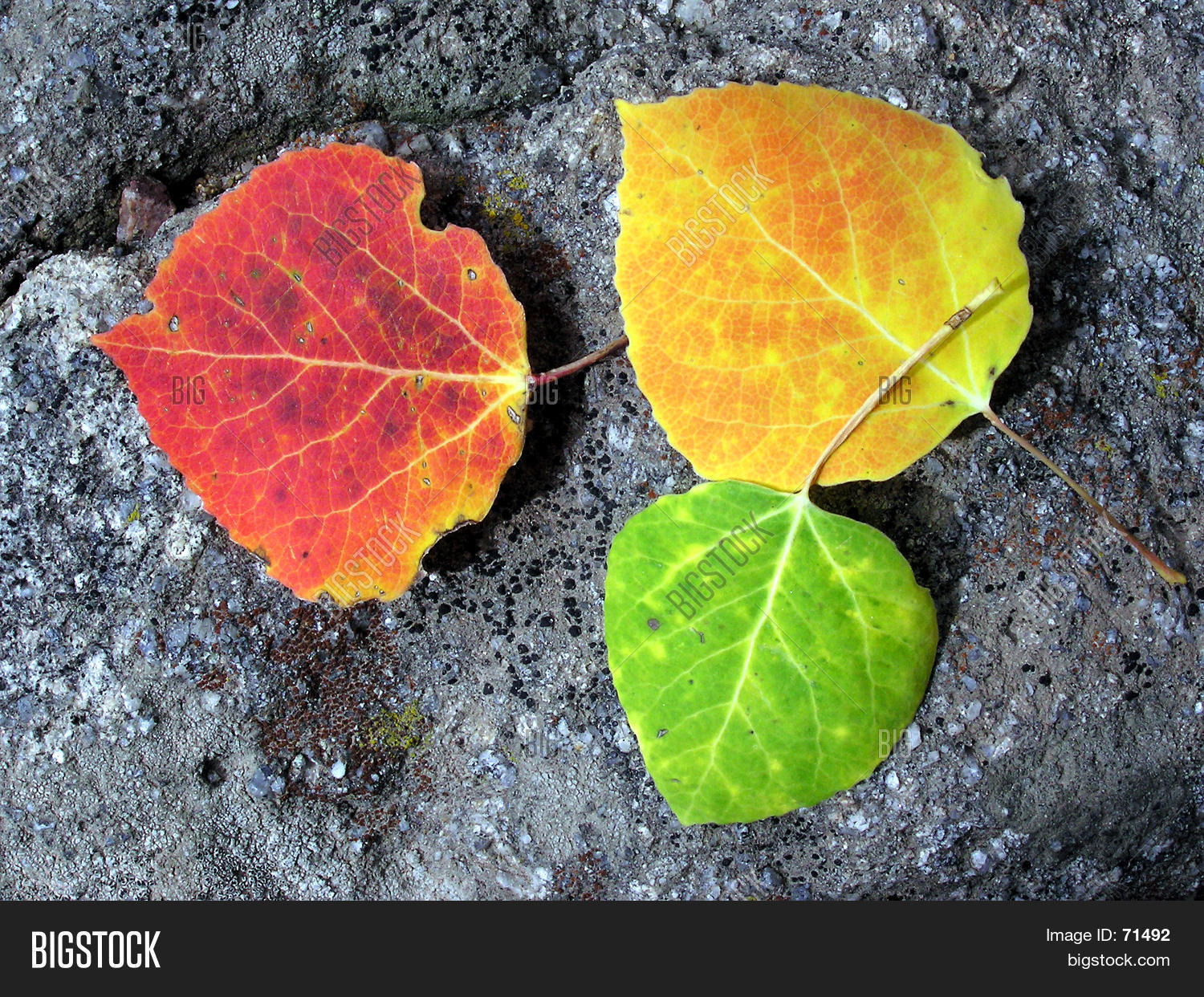 Fall Aspen Leaves Image & Photo | Bigstock