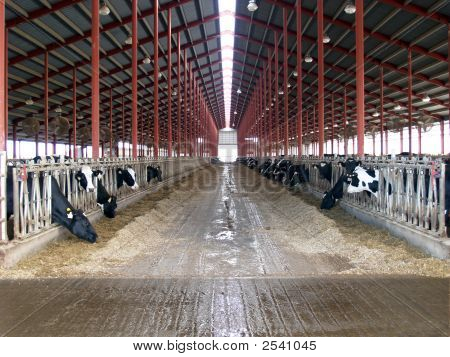 Cow Barn Stock Photo & Stock Images | Bigstock