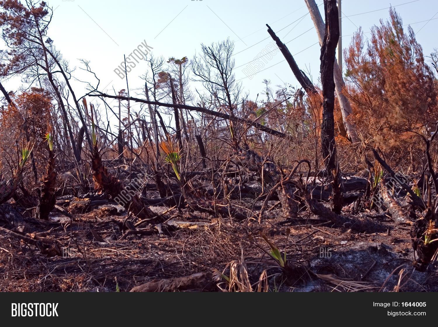 Forest Fire Aftermath Stock Photo & Stock Images | Bigstock