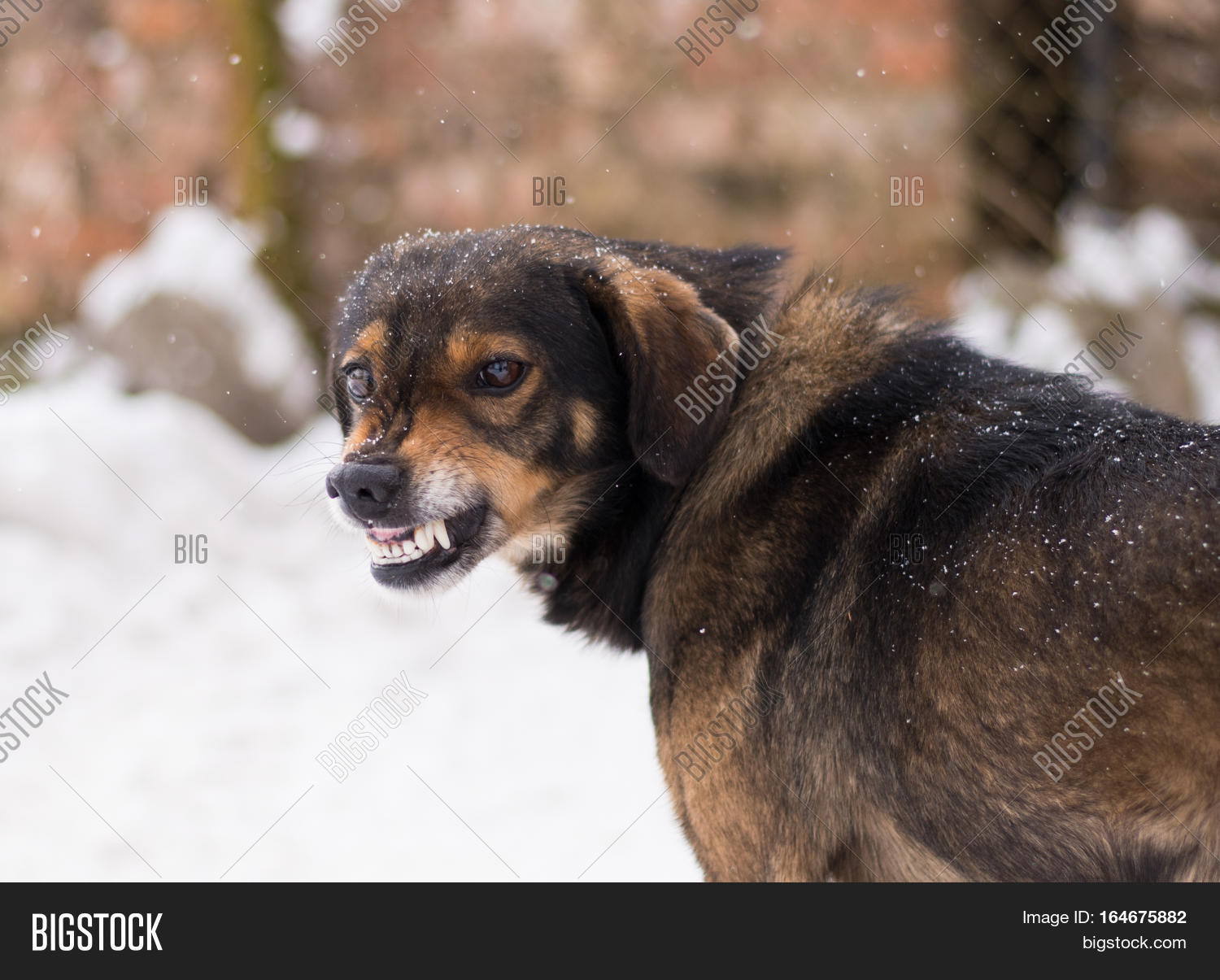 Barking enraged angry dog outdoors. The dog looks aggressive dangerous ...