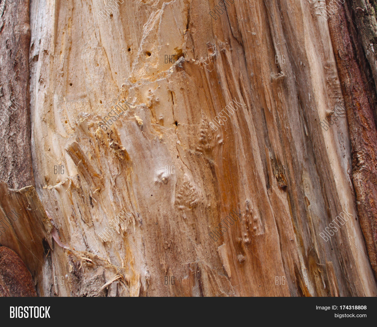 Old rough wood texture. Wooden texture. Wooden background. Tree texture ...