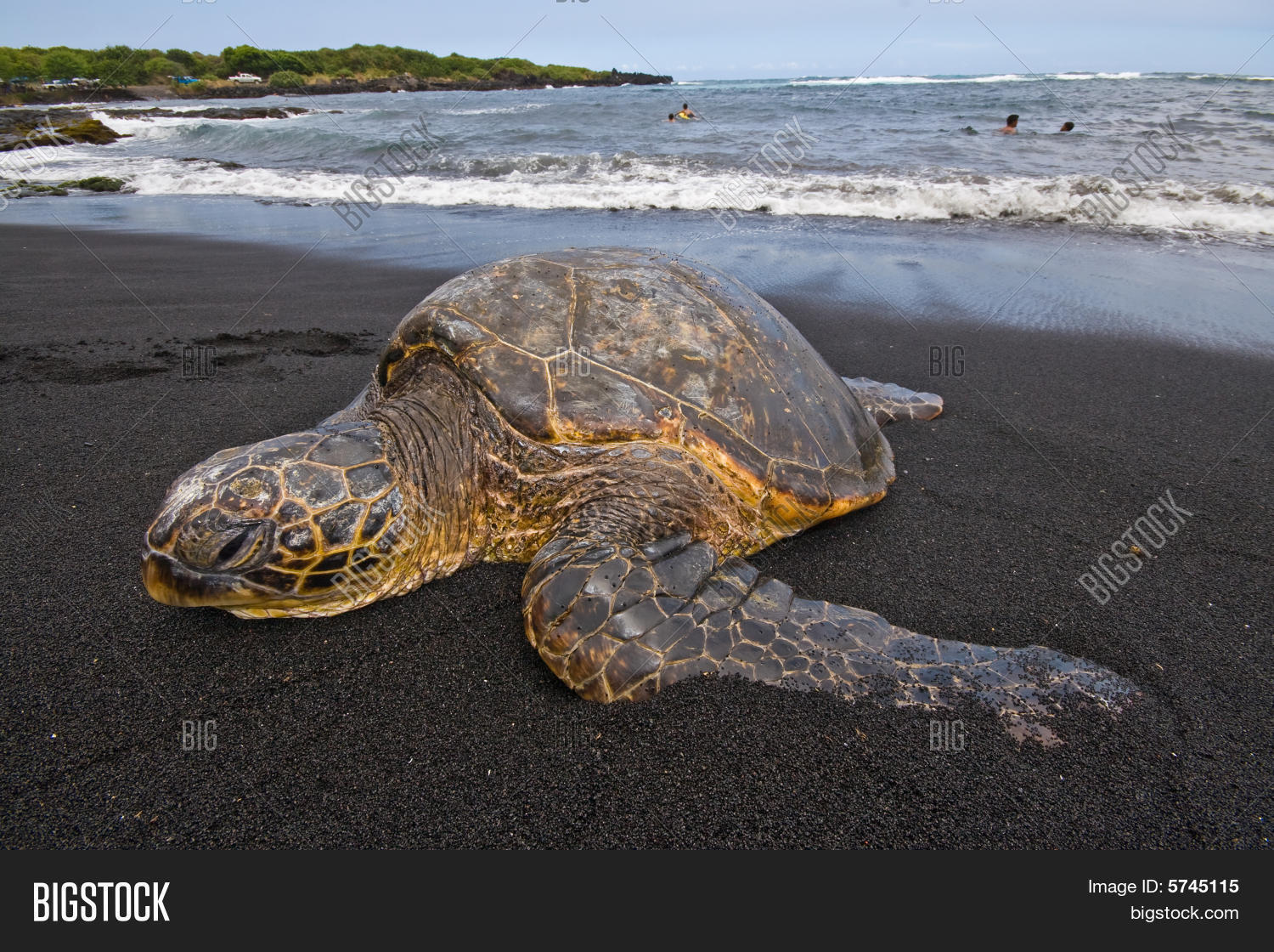 Sea Turtle On Beach Stock Photo & Stock Images | Bigstock