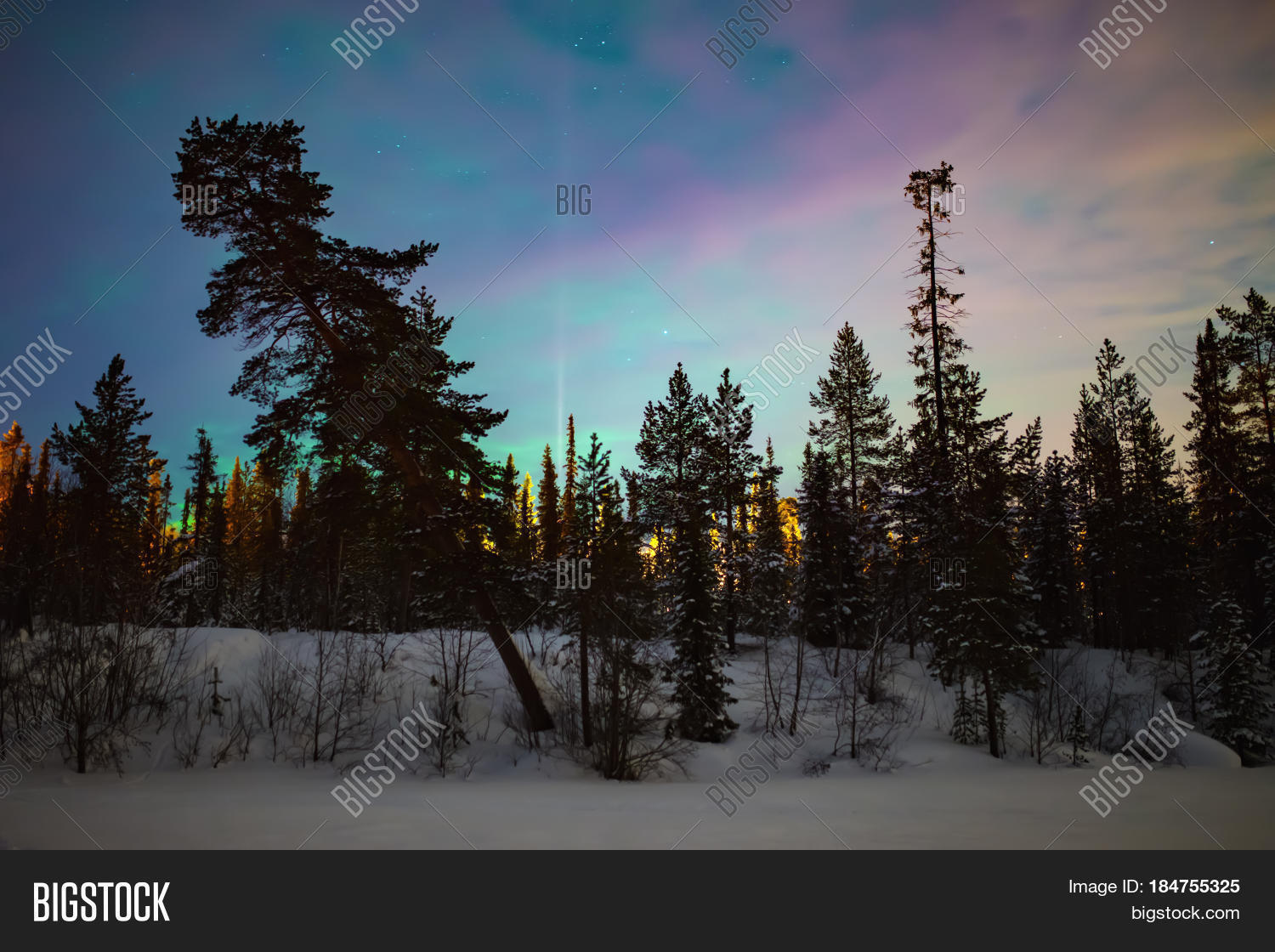 Pine Tree Forest At Night