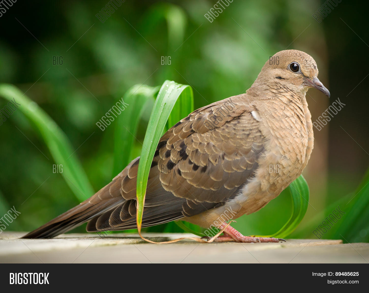 Closeup Young Mourning Dove Profile Image & Photo | Bigstock