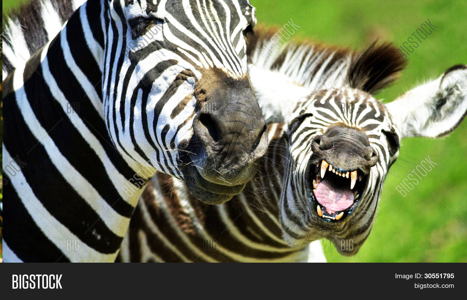 Mad Zebra Image & Photo | Bigstock