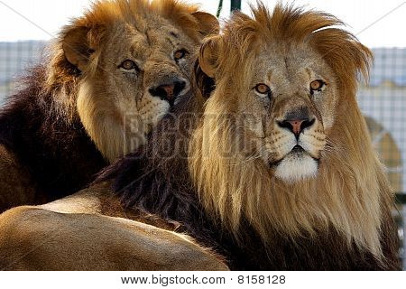 Two male loins Stock Photo & Stock Images | Bigstock