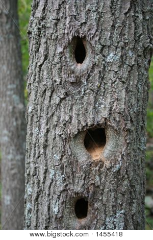 Hole In Tree Trunk