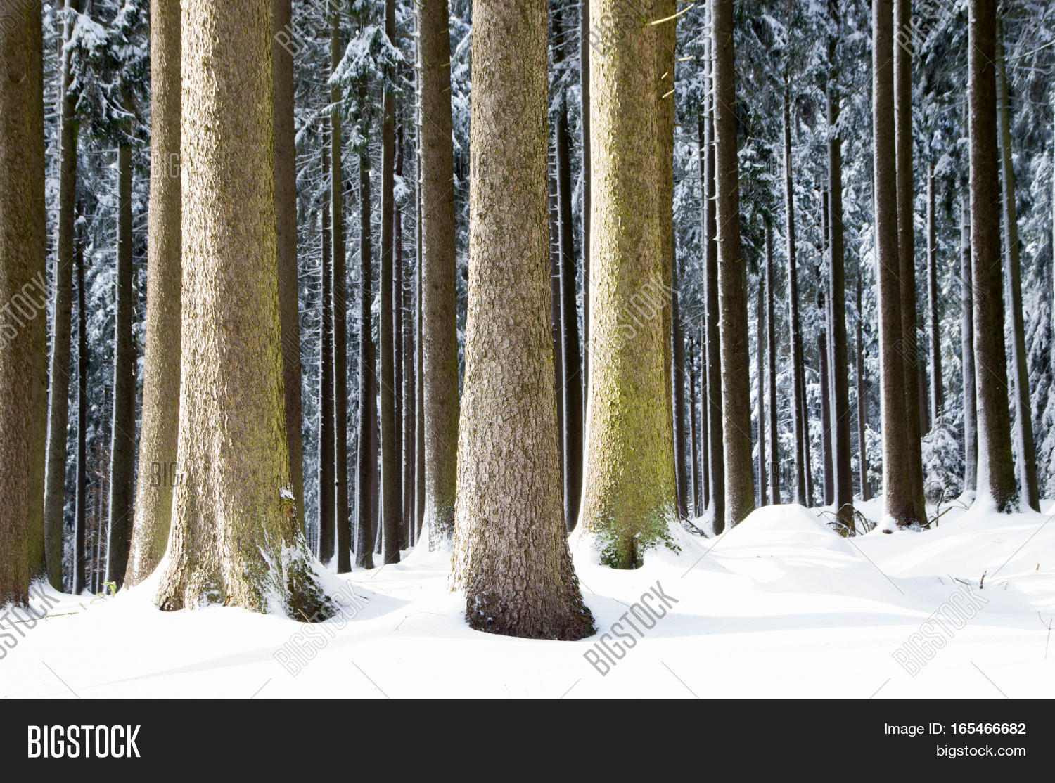 Winter nature. Winter forest landscape in early winter morning ...