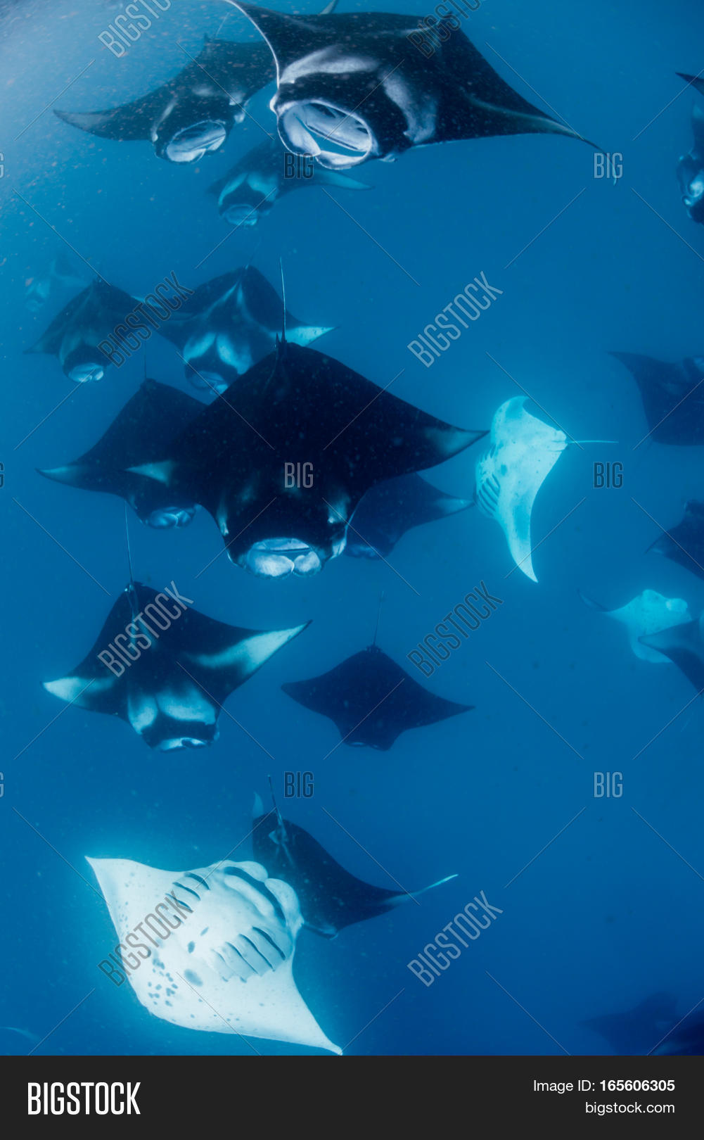 School of Manta Ray in Hanifaru Bay Stock Photo & Stock Images | Bigstock