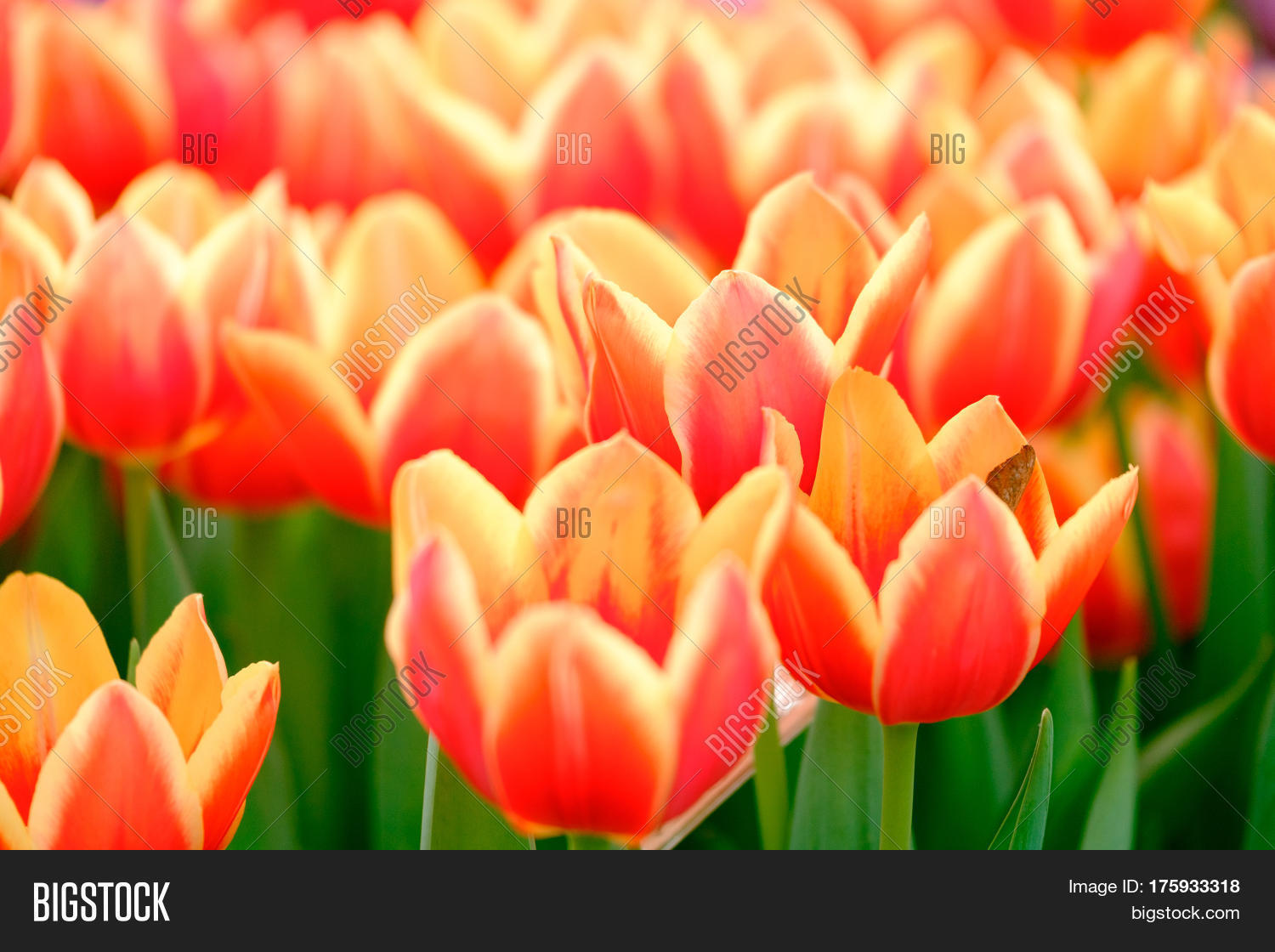 Blossoming fresh tulips macro background Stock Photo & Stock Images ...