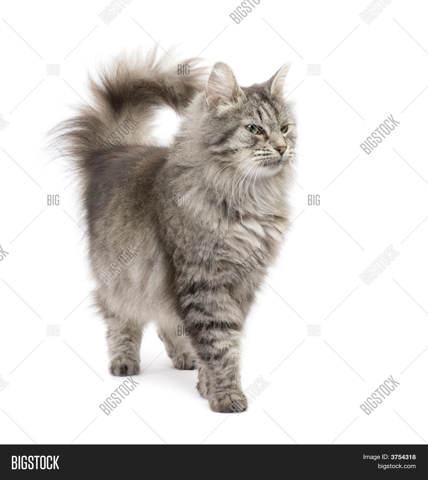 Crossbreed Siberian Cat Persian Cat Image & Photo | Bigstock
