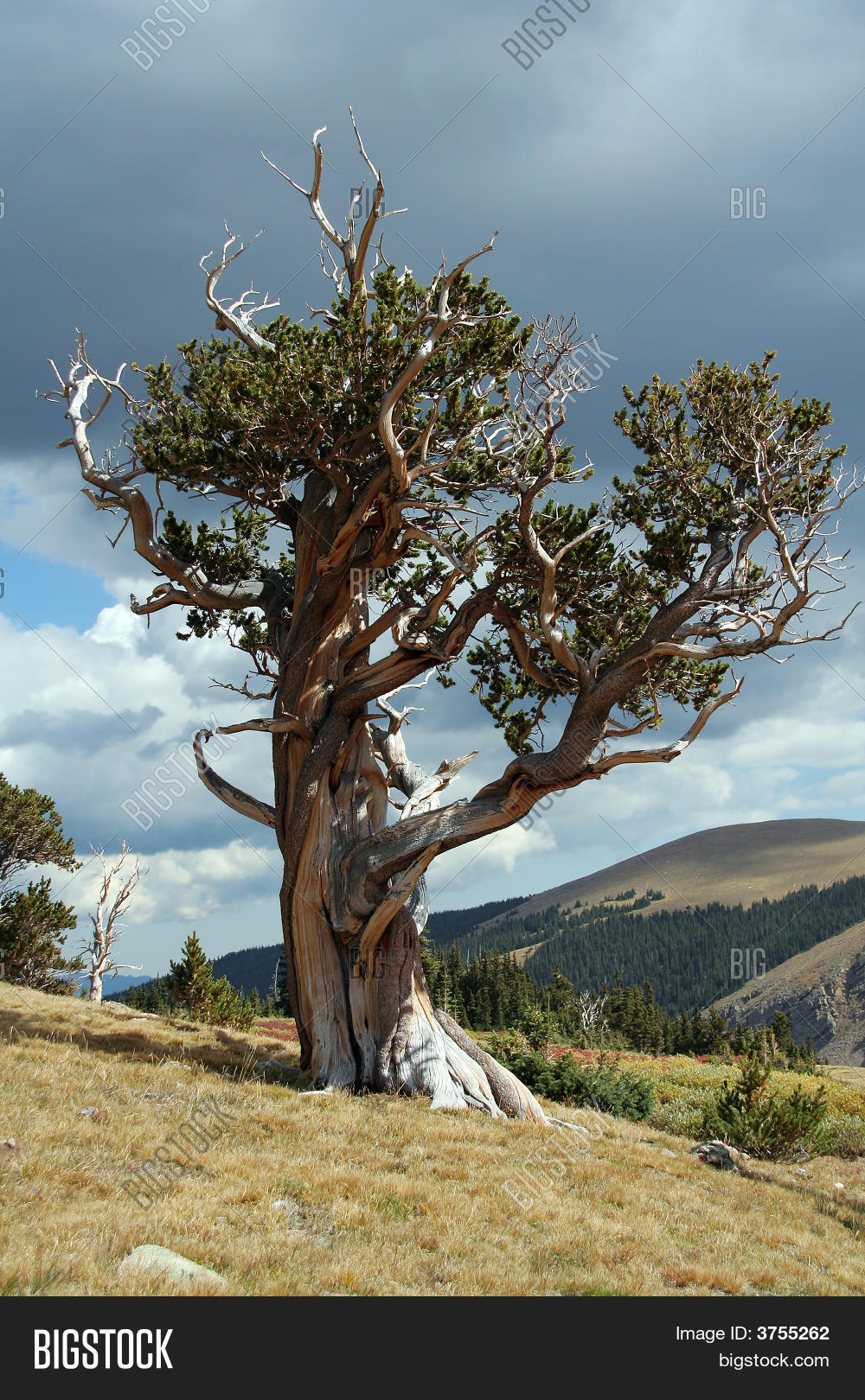Bristlecone Pine Tree Image & Photo | Bigstock