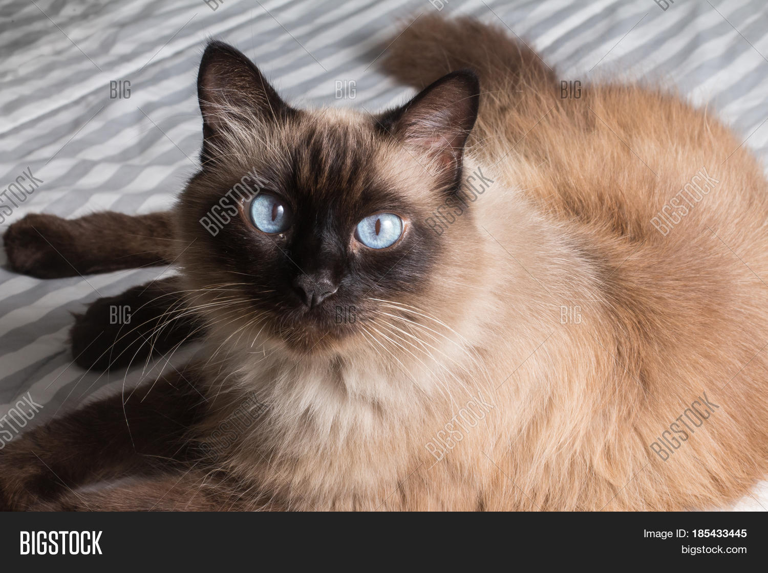 Fat Siamese Cat Image & Photo | Bigstock