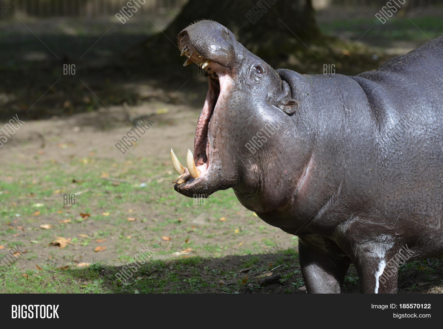 Pointed Teeth Pygmy Hippo His Mouth Image & Photo | Bigstock