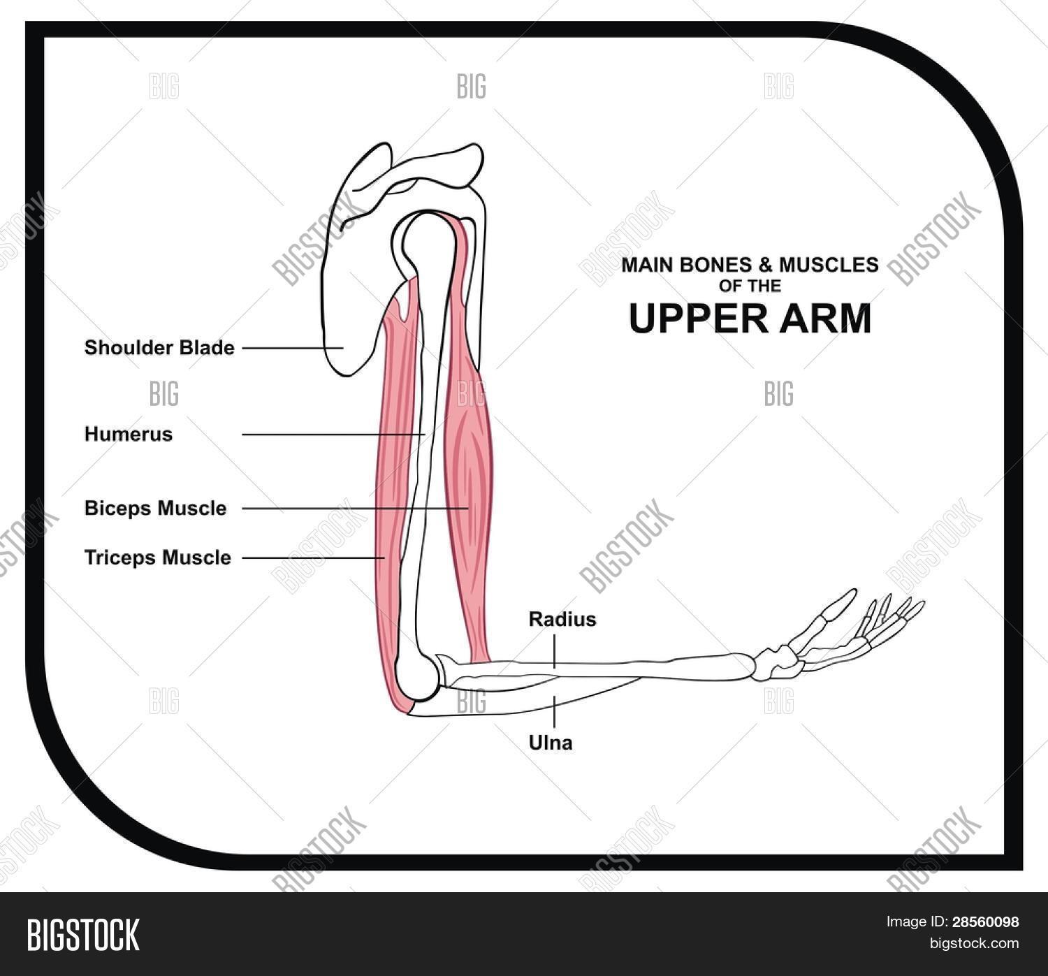 VECTOR - Main Bones & Muscles of the Upper Arm - Useful for Education ...