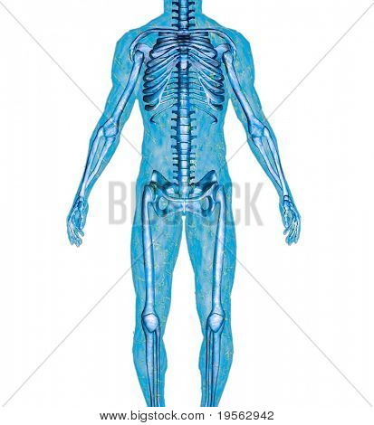 Anatomically correct model of human body isolated on a white background ...