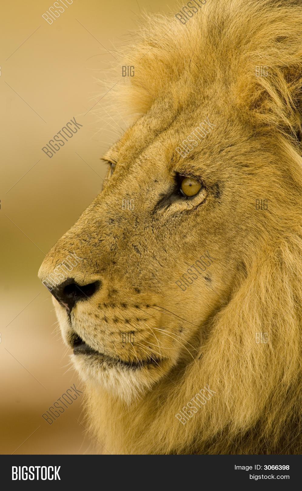 Lion Head Detail Profile Gold Image & Photo | Bigstock