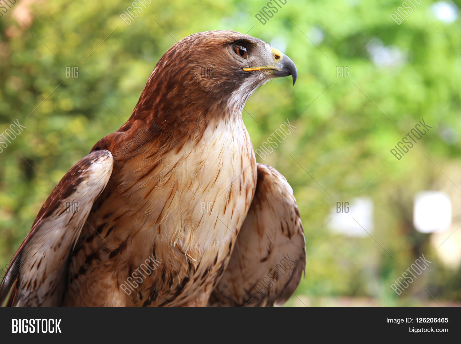 Portrait American Red-tailed Hawk Image & Photo | Bigstock